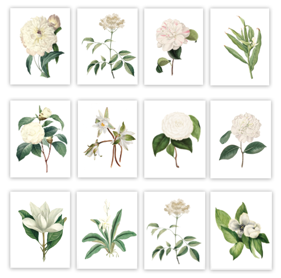 White Floral Gallery – Paper In A Pinch